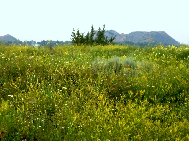 Землячке (Евгения Чмут) / Стихи.ру